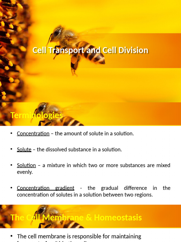 INTER 2 Lesson 3 - Cell Transport and Cell Division | PDF