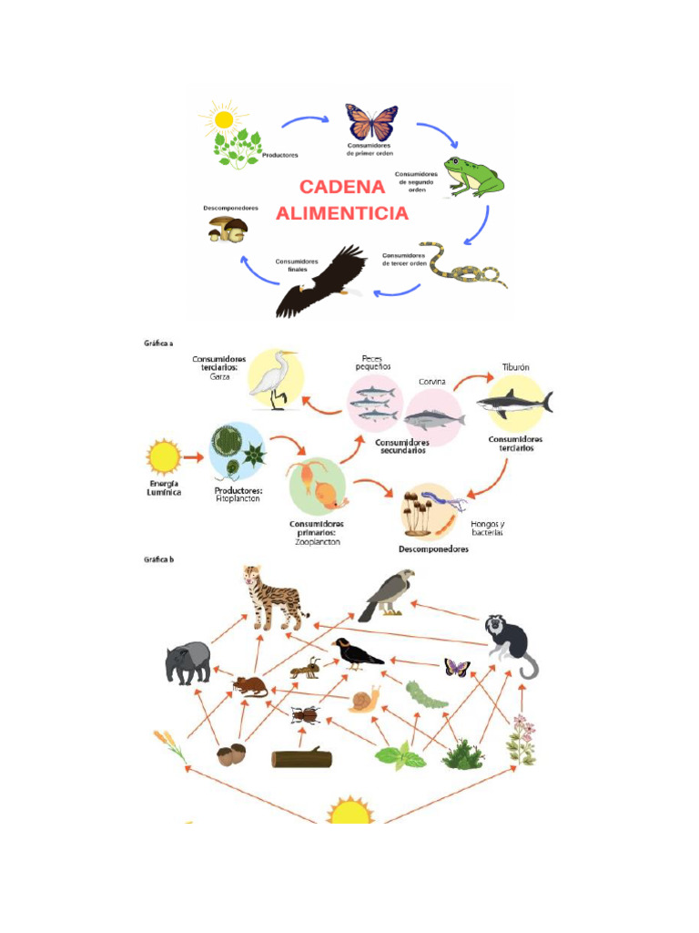 Fichas Cadena y Red Trofica | PDF