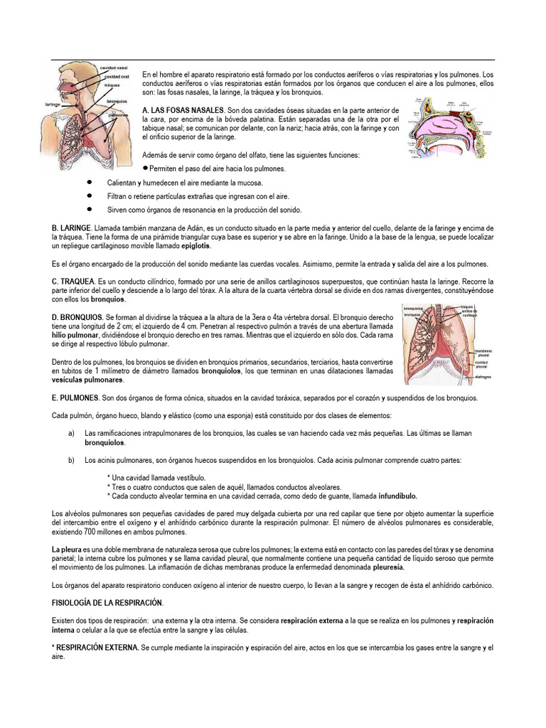 Sistema Respiratorio Humano | PDF
