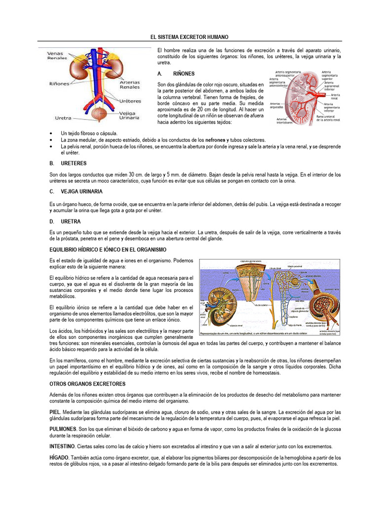 El Sistema Excretor Humano Pdf