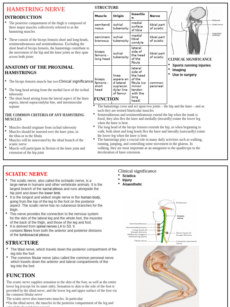 Anatomy - Concept - Maps 2 | PDF | Human Leg | Knee