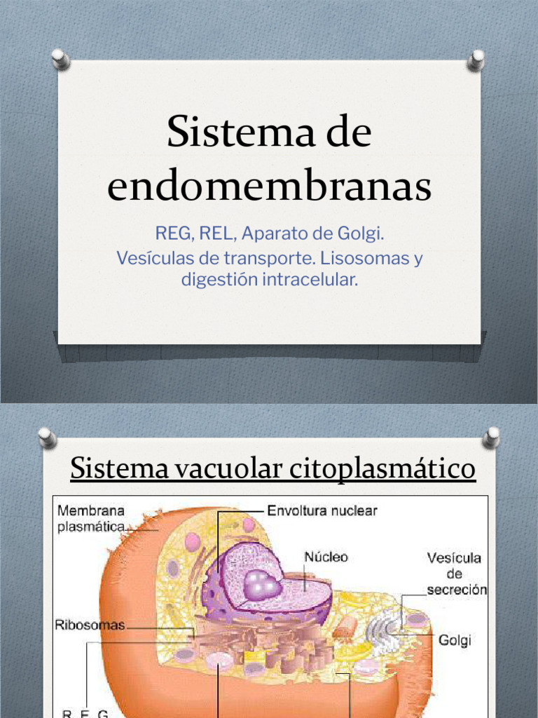 Sistema de Endomembranas: REG, REL, Aparato de Golgi. Vesículas de ...
