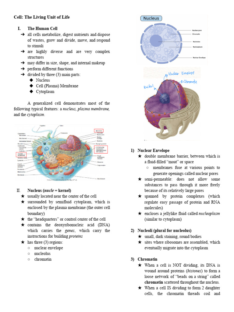 The Cell Anatomy Notes | PDF