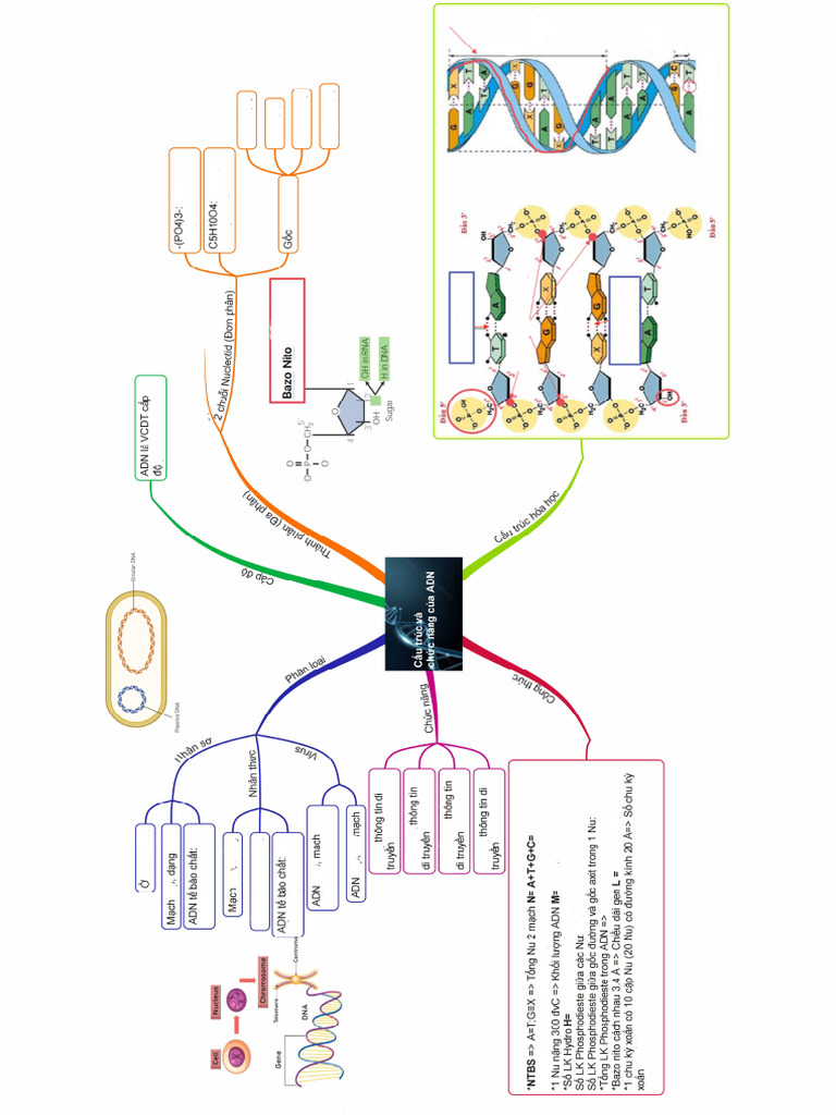 1. ADN Cấu Trúc Và Chức Năng Mindmap-đã Gộp | PDF
