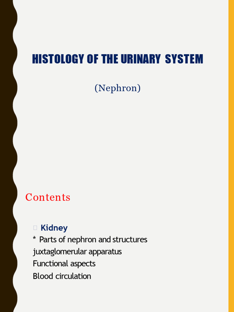 Histology of Nephron | PDF