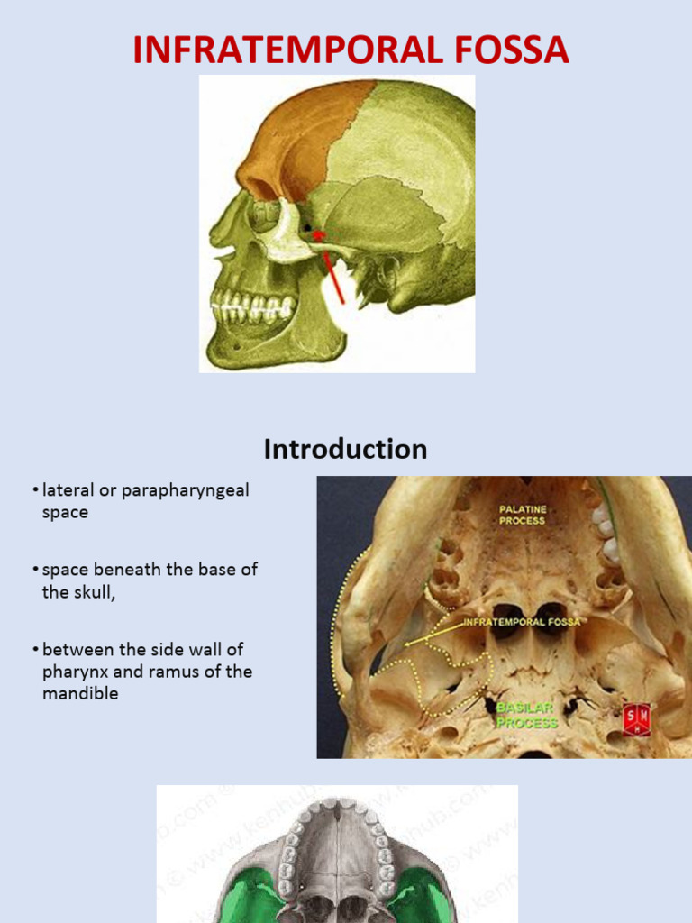 Infra Temporal Fossa 1 | PDF