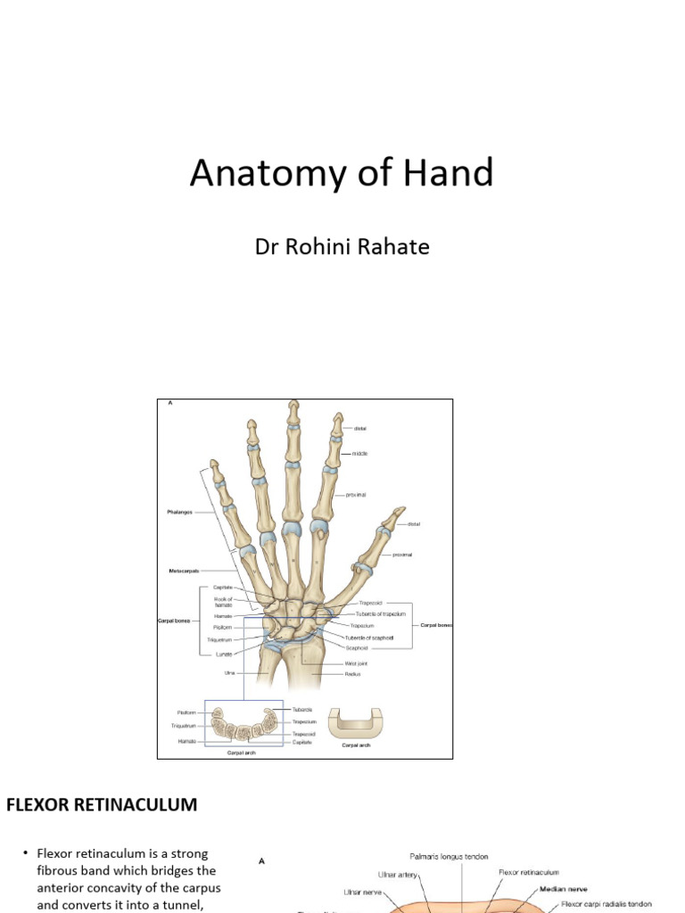 Anatomy of Hand | PDF