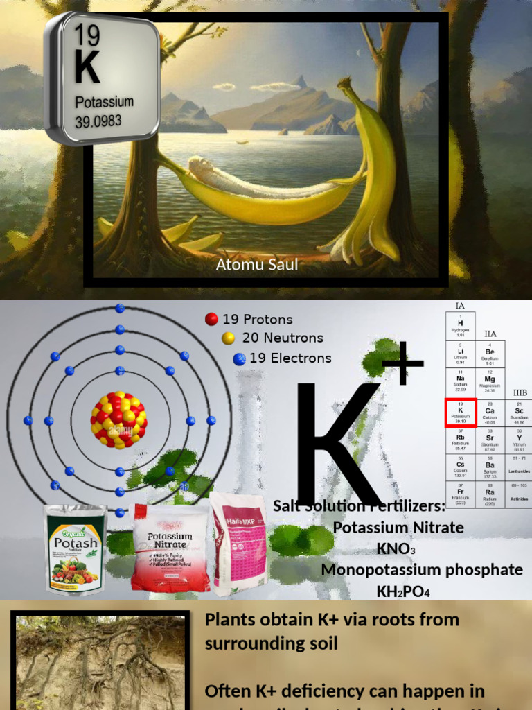 Potasium Plant Physio | PDF