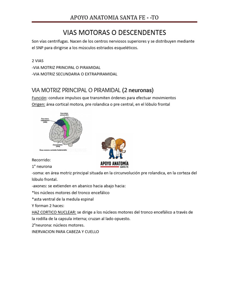 Vias Motoras o Descendentes | PDF