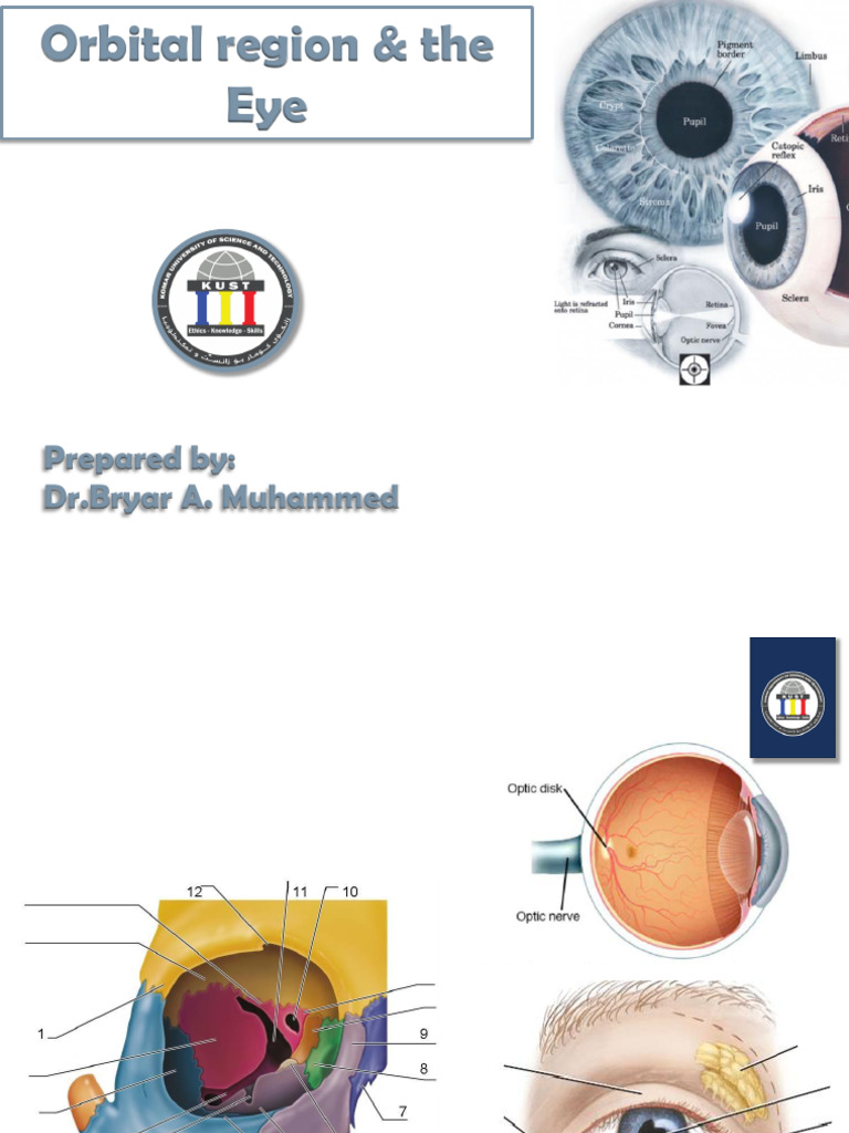 Orbital Region | PDF