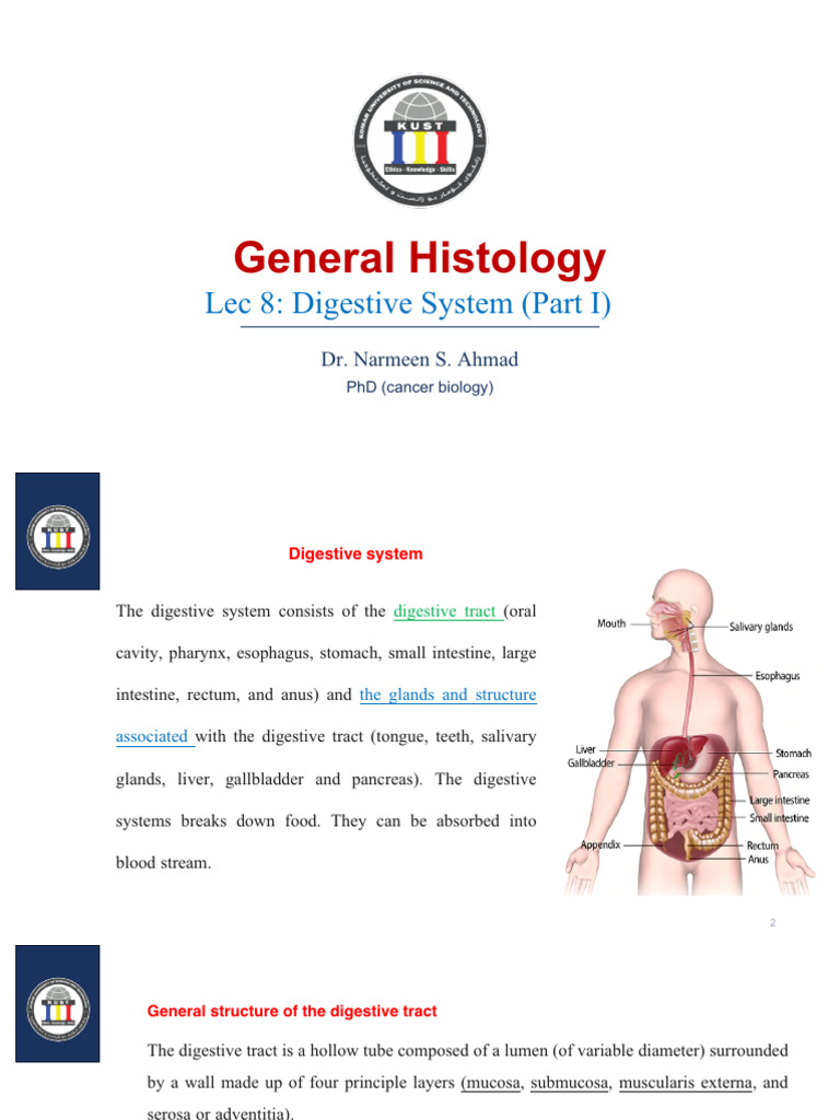 Lec 8 Digetive System | PDF