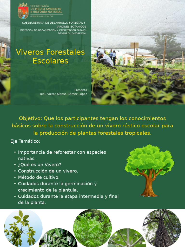 Viveros Forestales | PDF