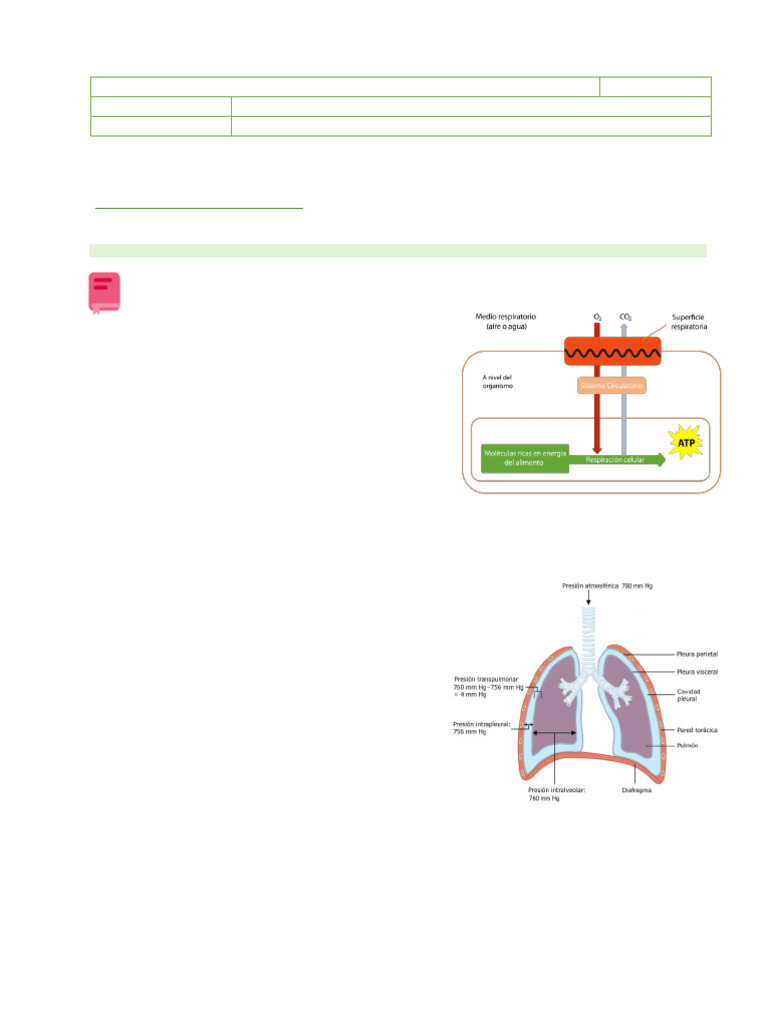 5C S12 Respiracion Pulm | PDF | Sistema respiratorio | Sangre