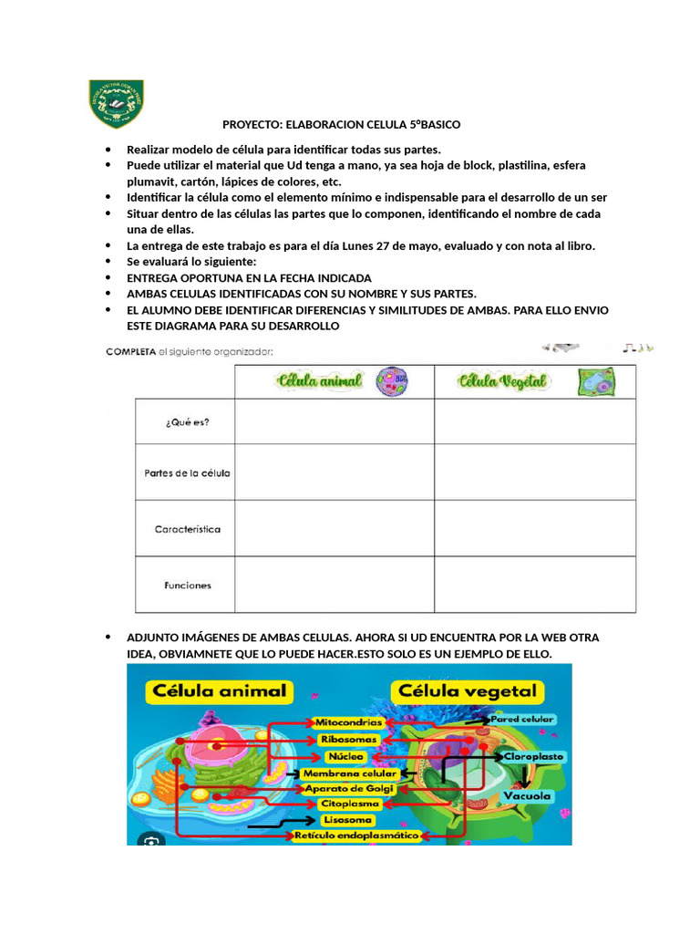 Proyecto de Modelo de Célula 5° Básico | PDF