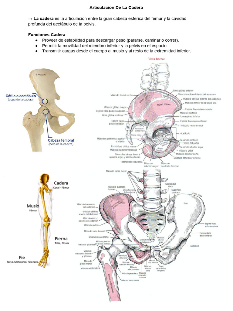 Articulación de La Cadera | PDF