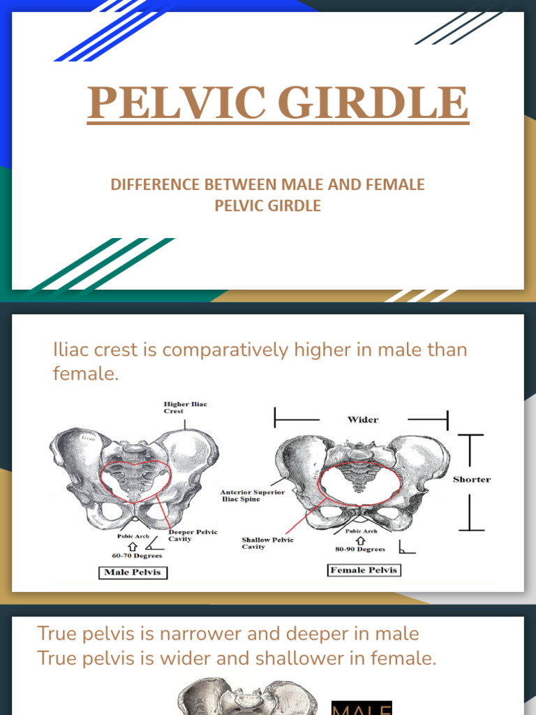 Pelvic Girdle | PDF