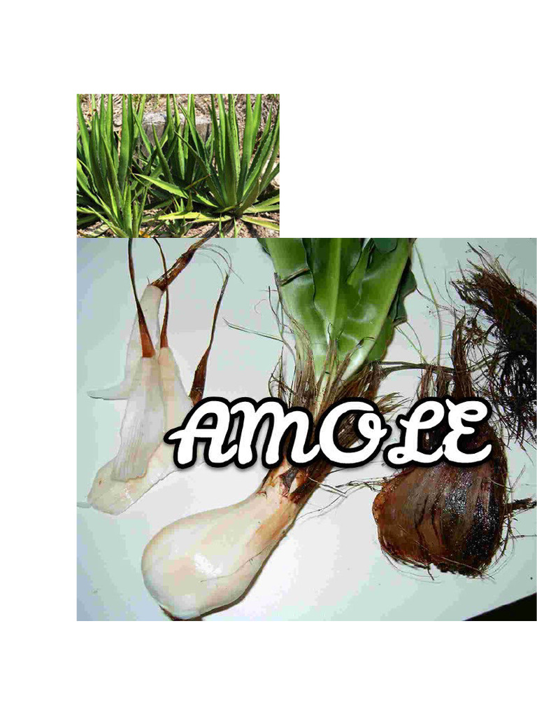 Amole Beneficios Propiedades y Como Detener La Caída de Cabello | PDF