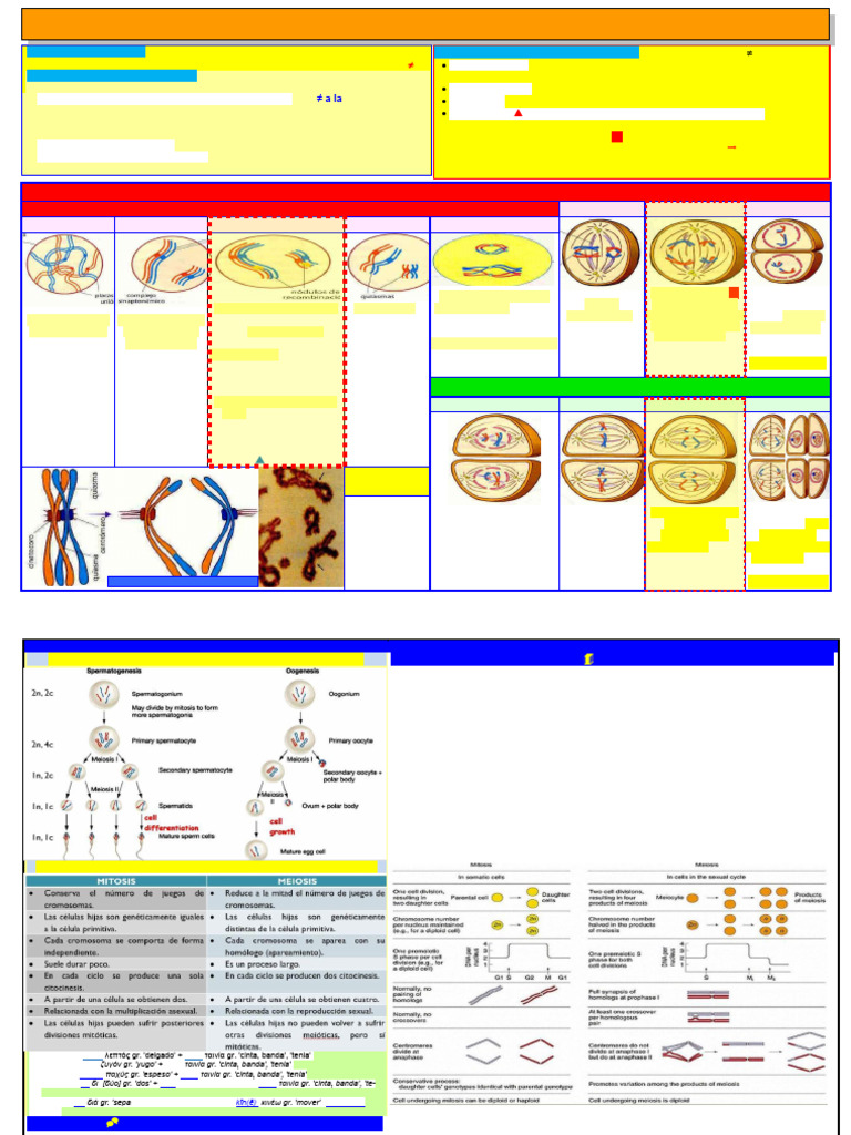 C18.reproduccion Iii - Meiosis.2016 | PDF