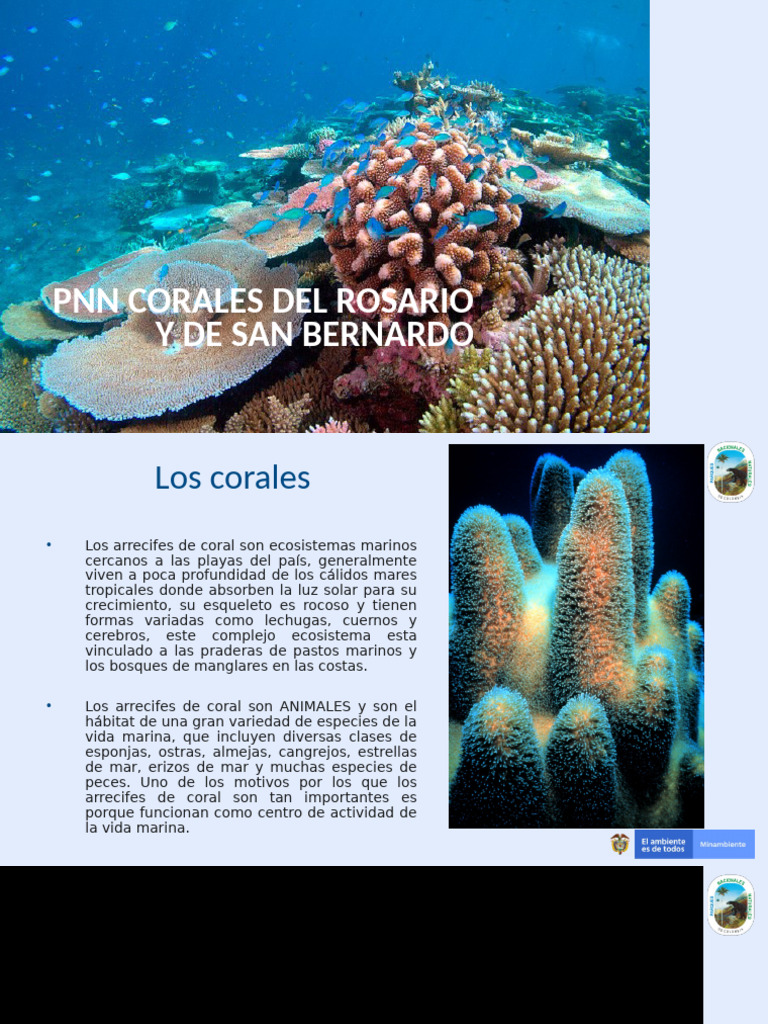 Corales para Niños | PDF