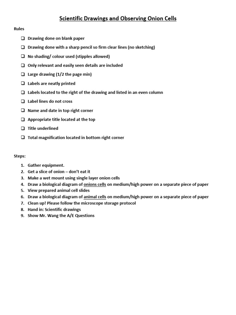 Scientific Drawings and Observing Onion Cells | PDF