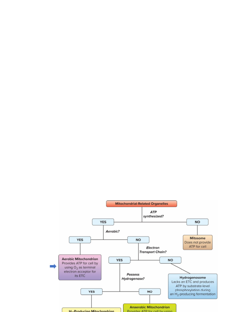 L10-Eukaryotic Cell Structures and Functions-2 | PDF