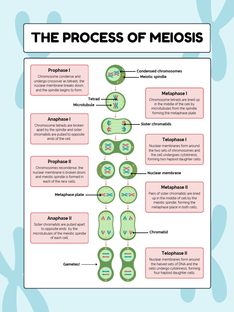 The Process of Meiosis Educational Poster in Colorful Simple Style ...