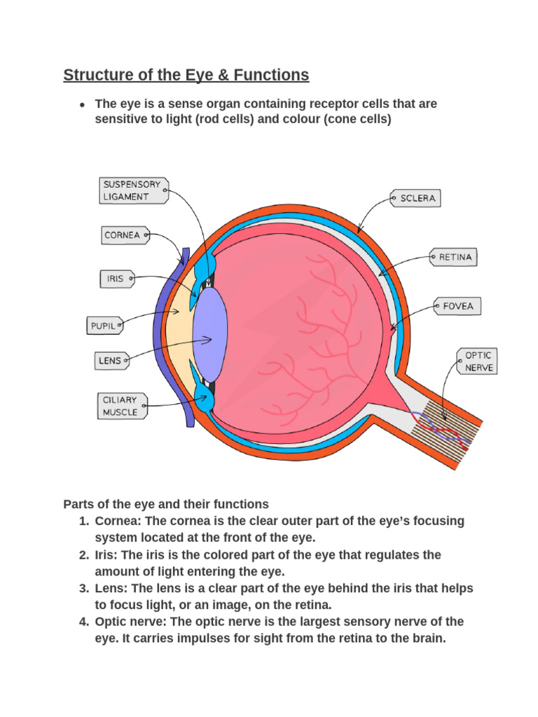 Structure of The Eye & The Pupil Reflex | PDF
