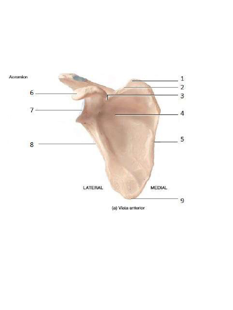 ACROMION | PDF