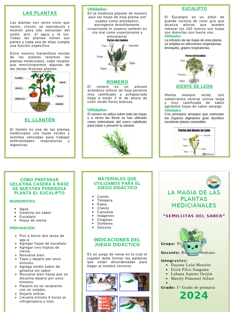 Triptico Plantas Medicinales | PDF