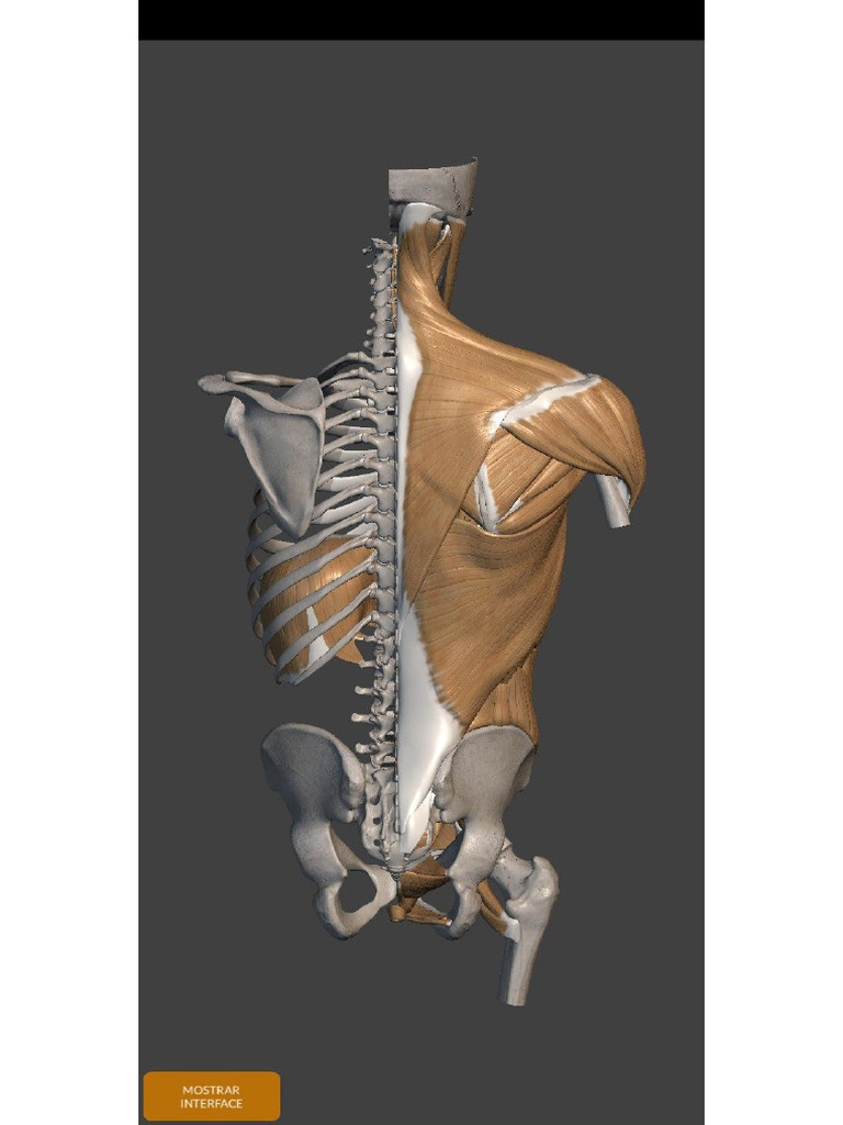 Referência Desenho Torso | PDF