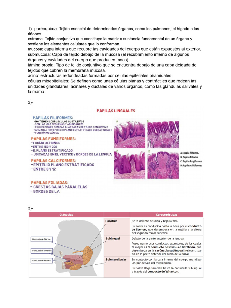 Histo 1 | PDF