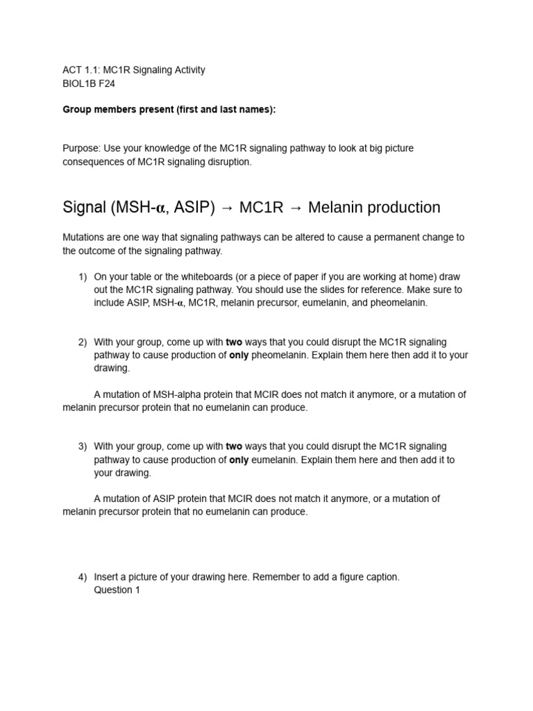 ACT 1.1 MC1R Signaling Activity 1B F24 LC | PDF