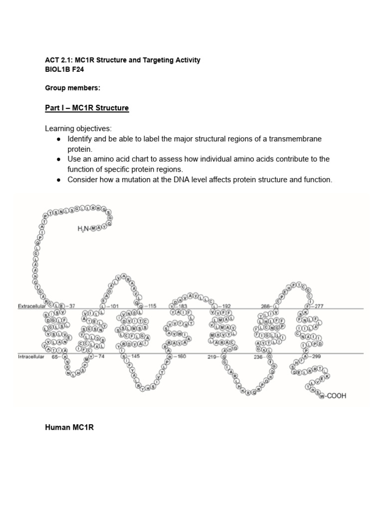 ACT 2.1 MC1R Structure and Targeting Activity 1B F24 | PDF