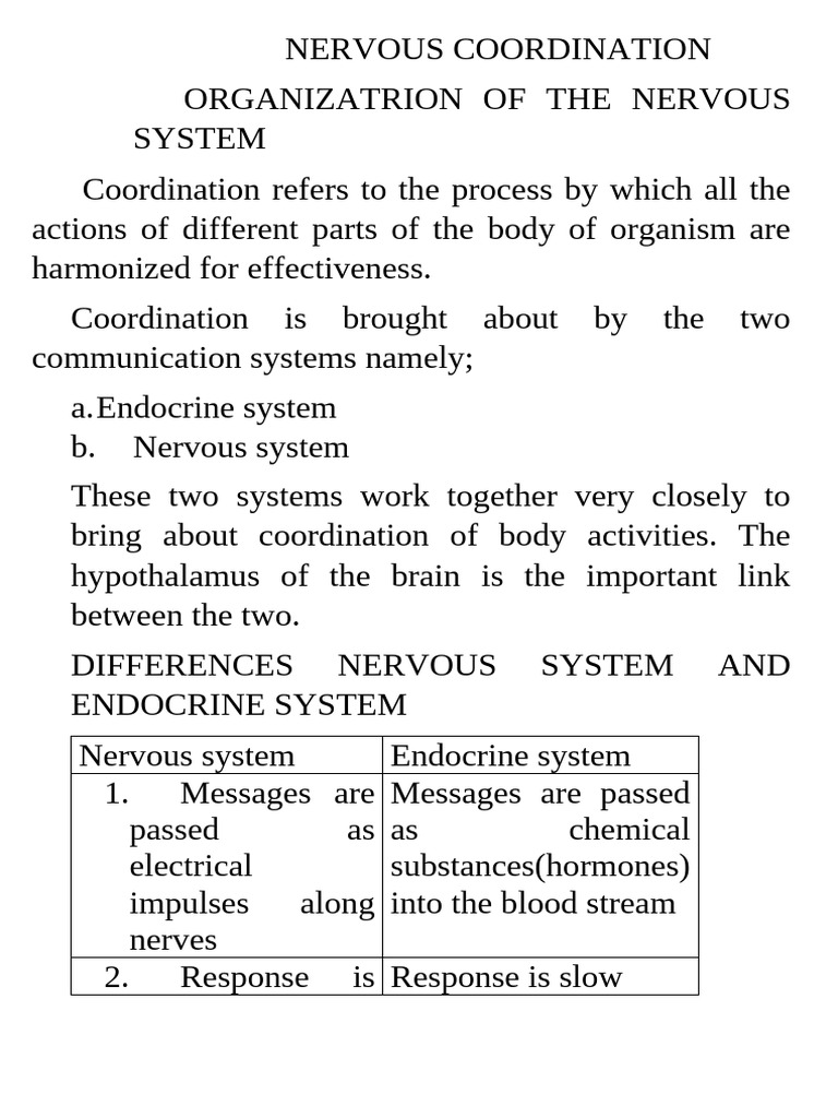 Nervous Sytstem | PDF