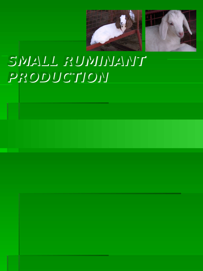Small Ruminant Production | PDF
