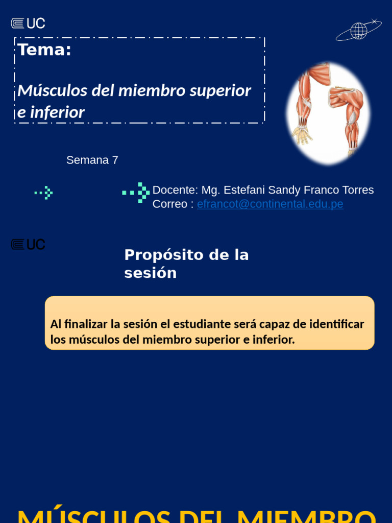 Semana 8 Musculos Miembro Superior e Inferior MG - Estefani Sandy ...