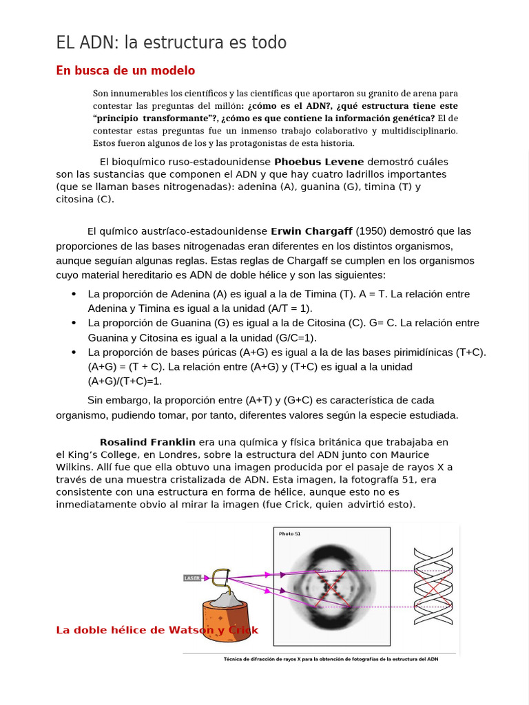 Estructura del ADN (1) | PDF
