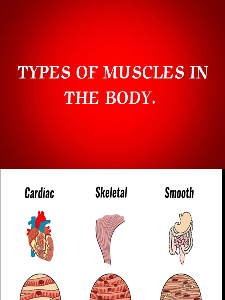 Types of Muscles in The Body | PDF