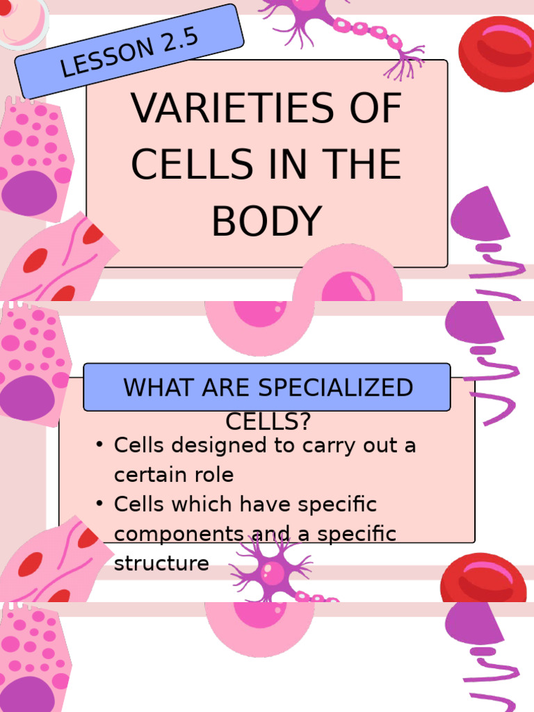 Lesson 2.5 Varieties of Cells in The Body | PDF