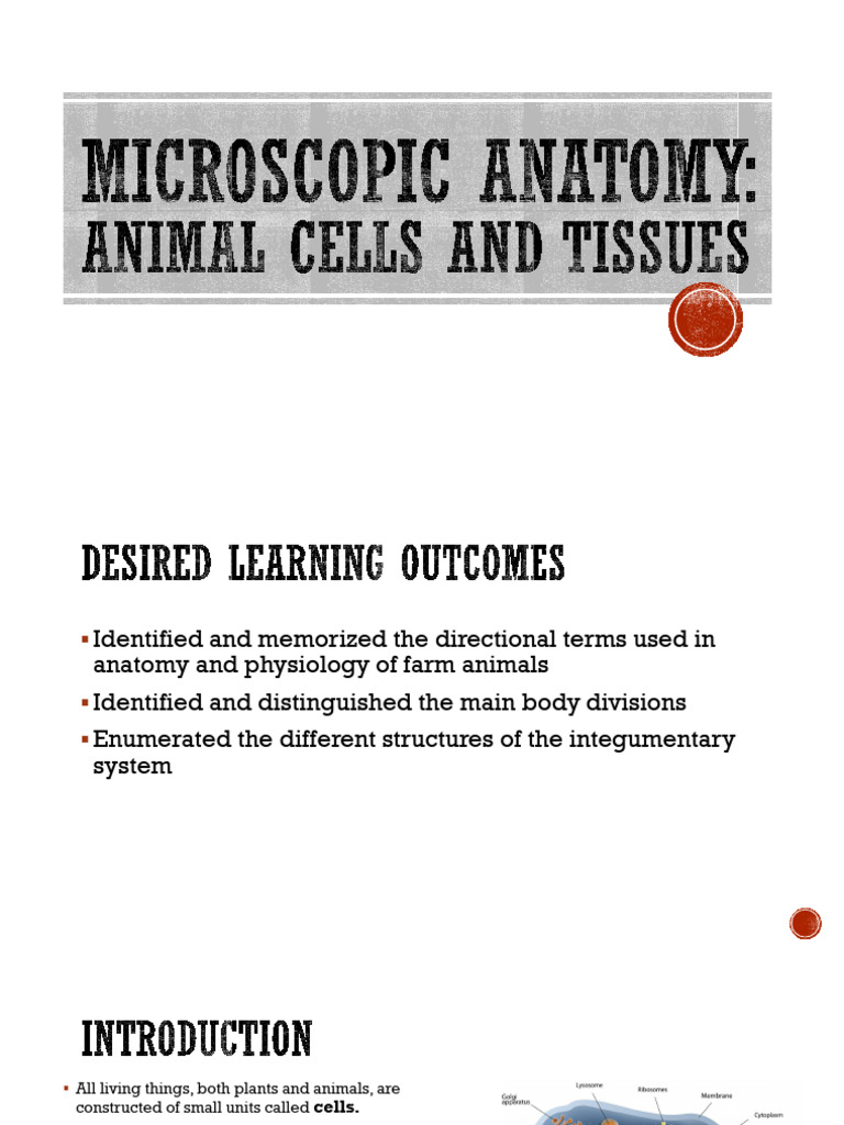 Anatomy and Physiology of Farm Animals | PDF | Epithelium | Social Science