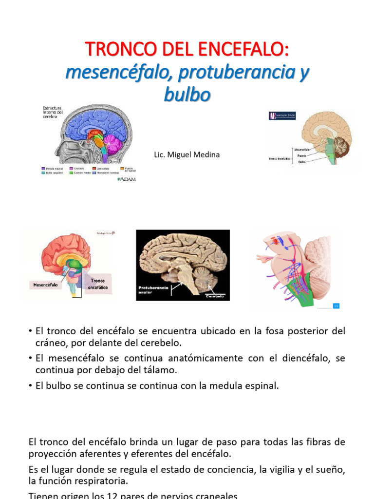 Anatomía del Tronco del Encéfalo | PDF