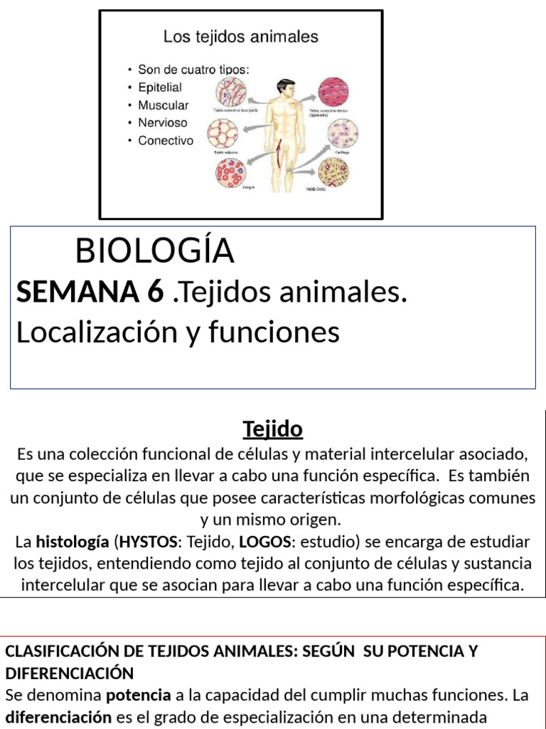 S-06 Tejidos Animales | PDF