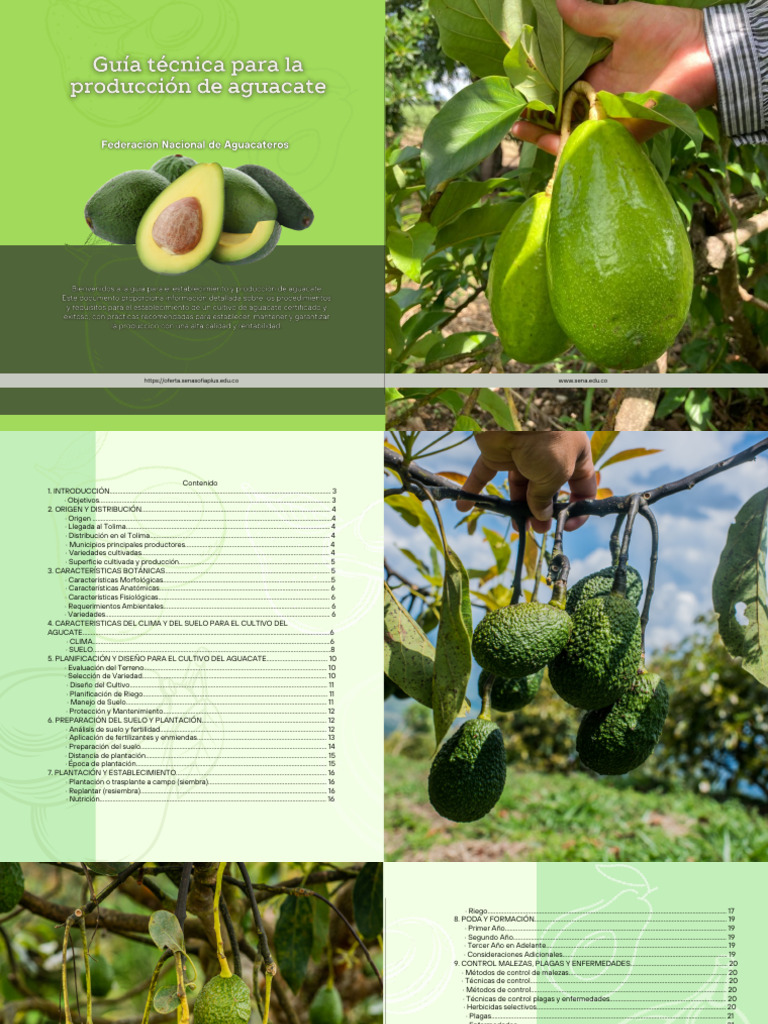 Guía para El Cultivo Del Aguacate | PDF