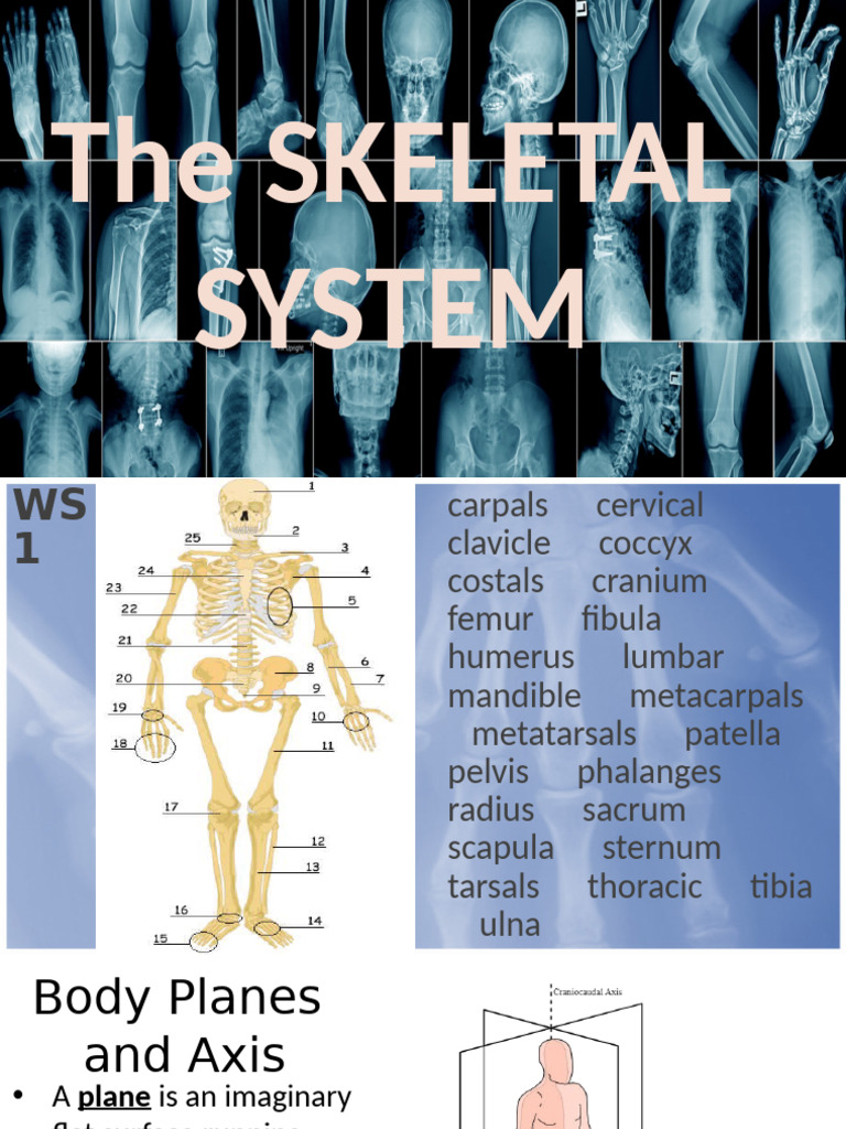 The Skeletal System | PDF