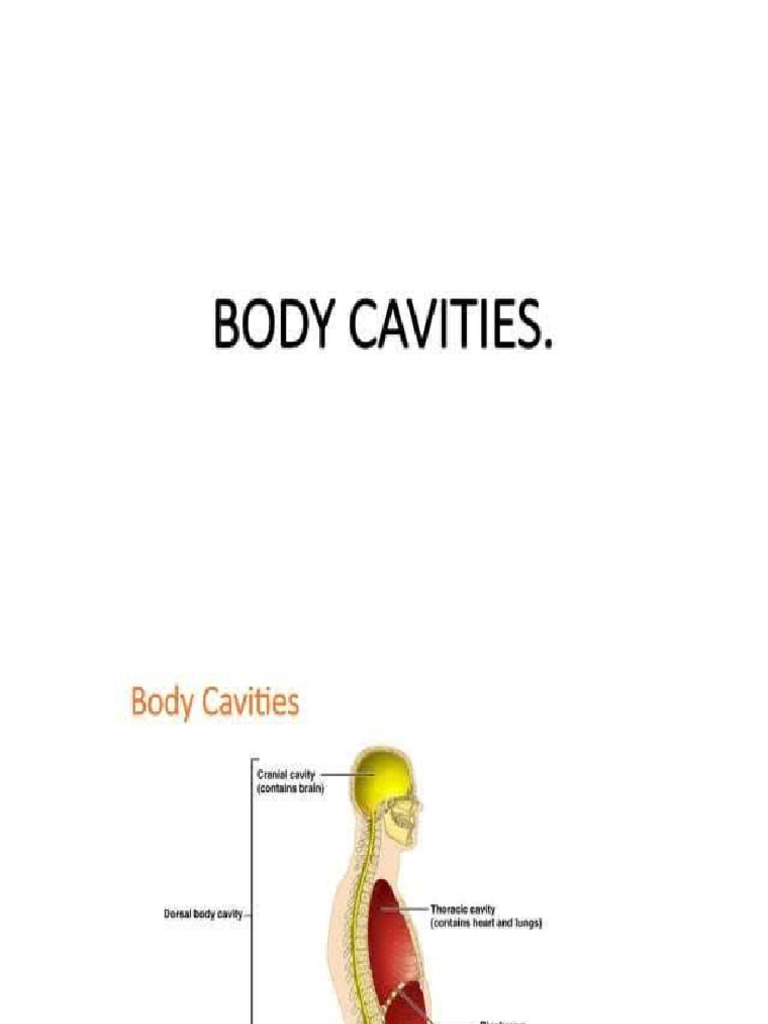 Body Cavities Anat 1 | PDF