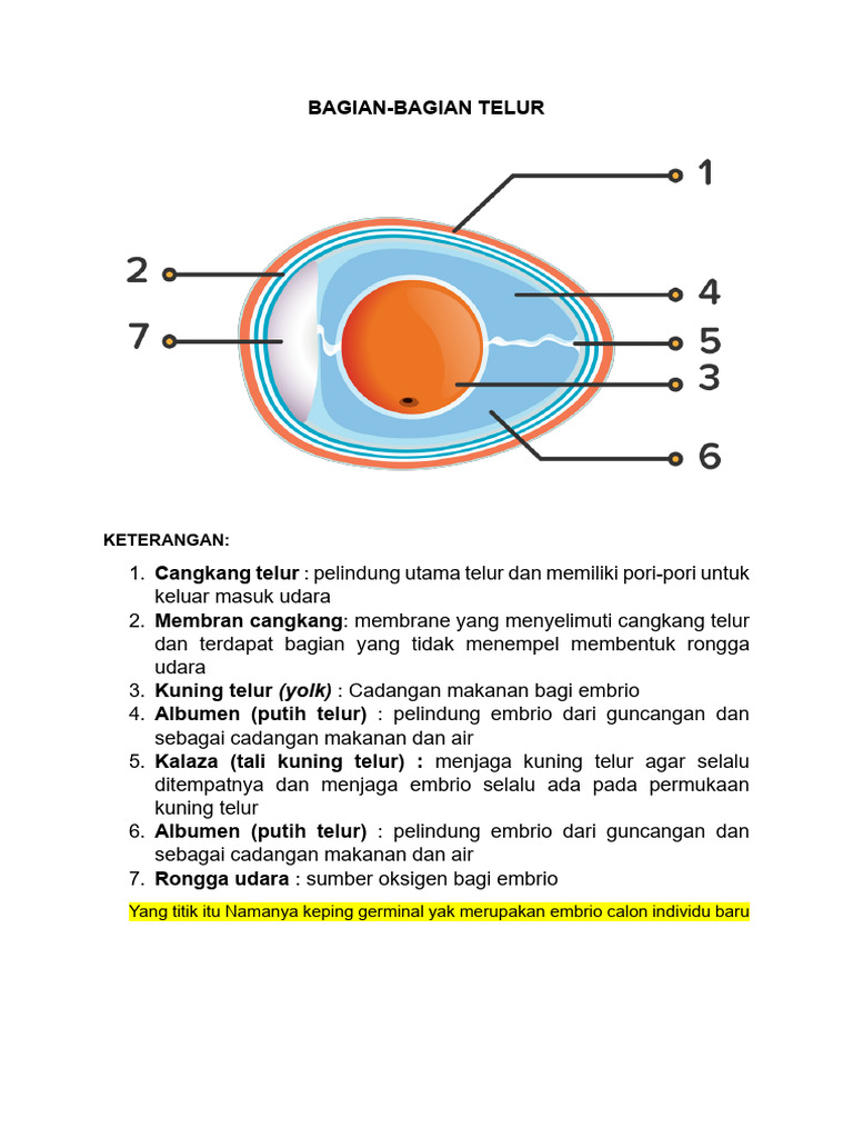 Bagian Telur Ayam | PDF