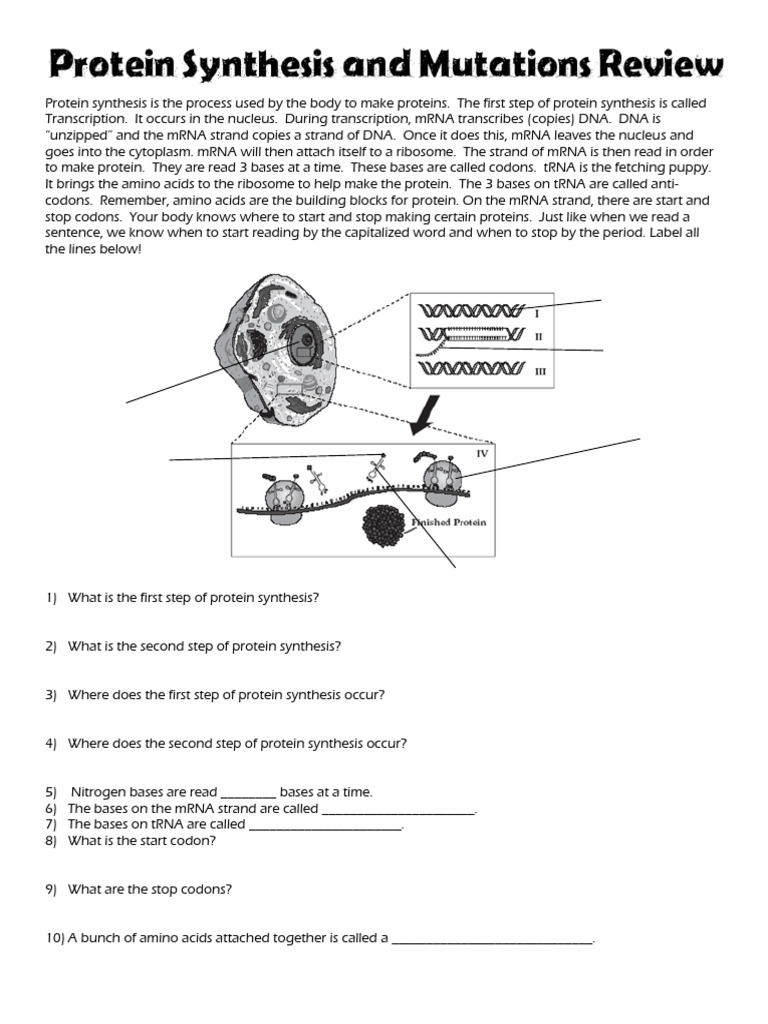 Protein Synthesis and Mutations Review | PDF