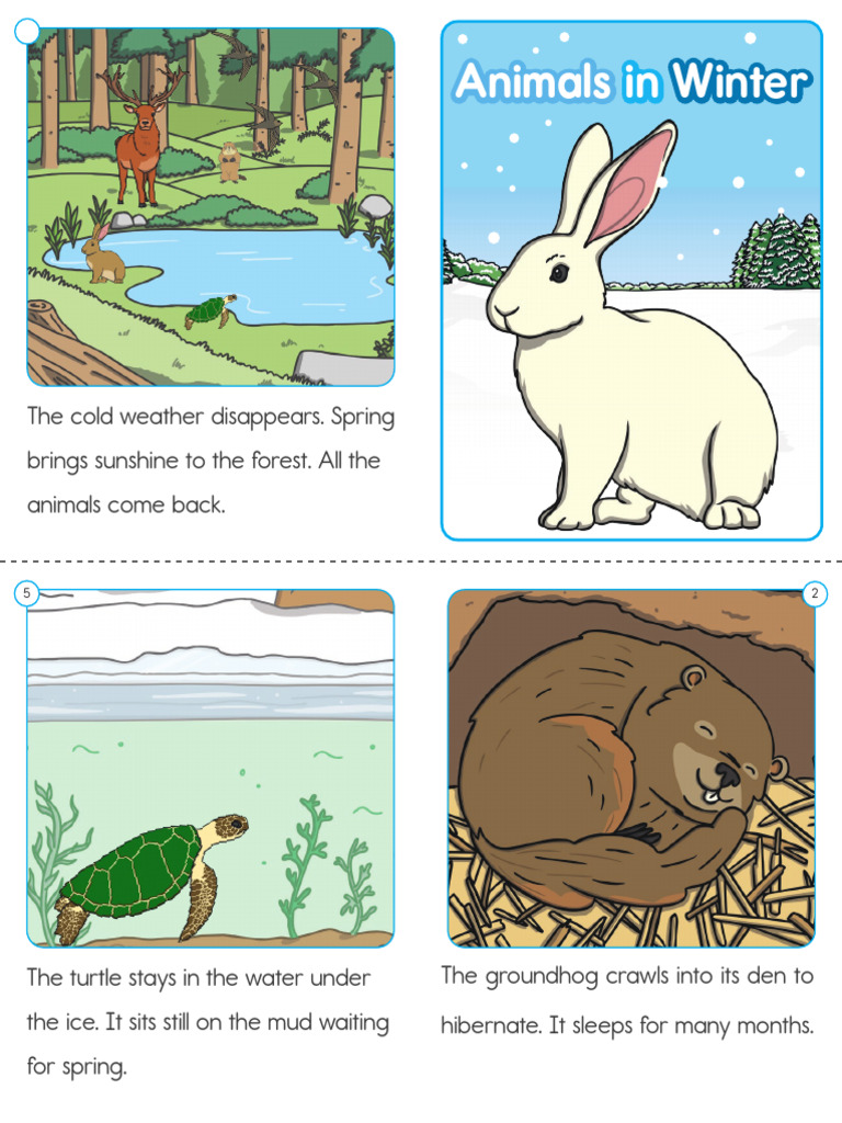 Animal Adaptation Flash Card | PDF