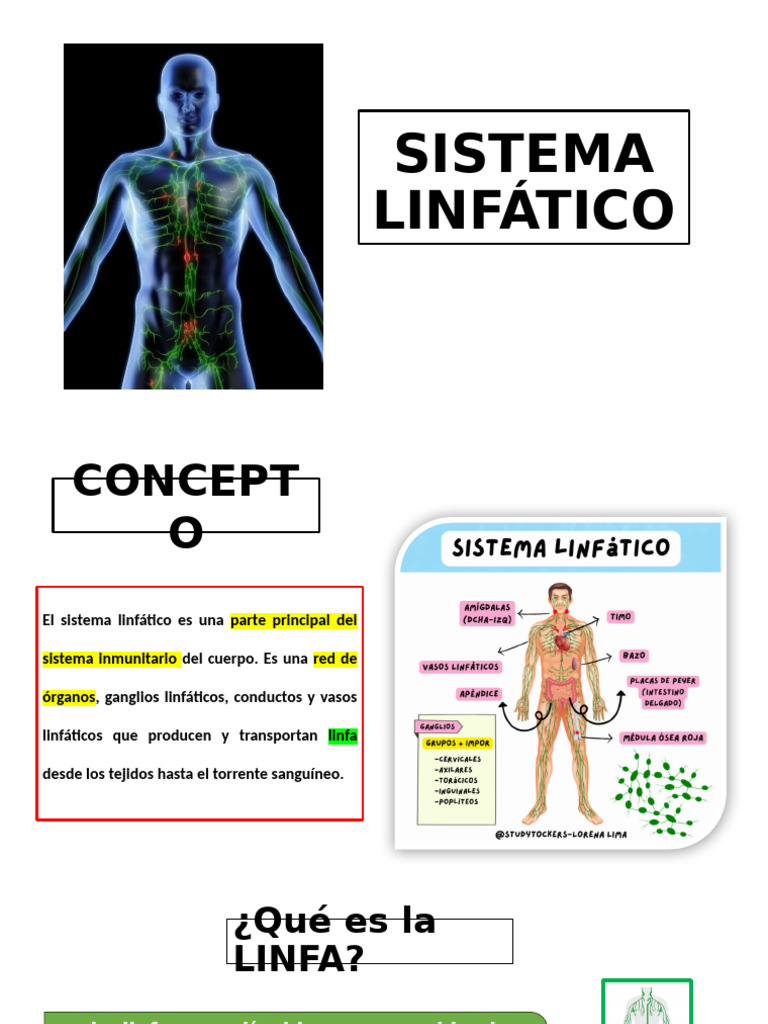 Sistema Linfático | PDF