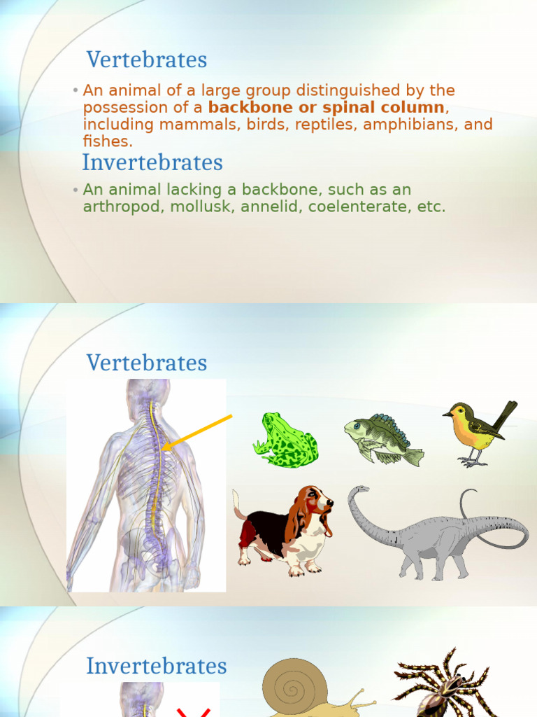 Vertebrates & Invertebrates | PDF